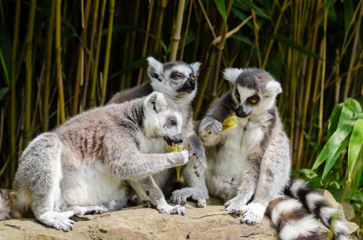 What Do Lemurs Eat & Drink? Lemur Diets, Favorite Food - Primates Park