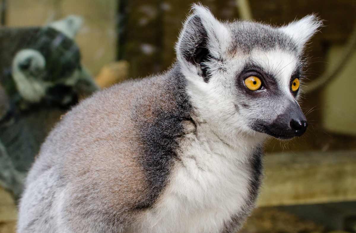 35 Lemur Facts: Interesting Fun Facts About Lemurs - Primates Park
