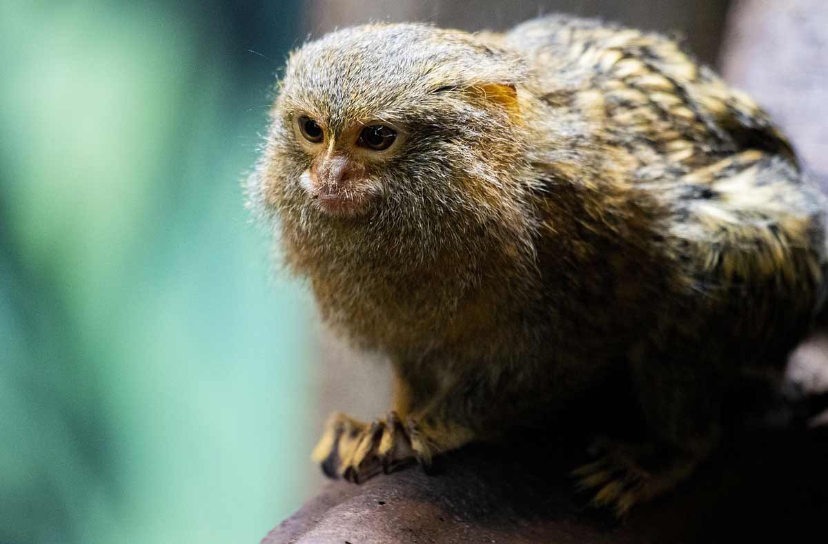 Pygmy Marmoset: Pet, Baby, Facts, Diet, Lifespan, Habitat - Primates Park