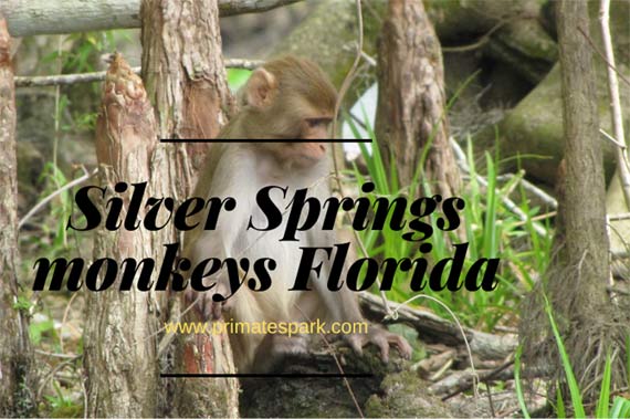 Does Silver Springs Have Monkeys in Florida? - Primates Park