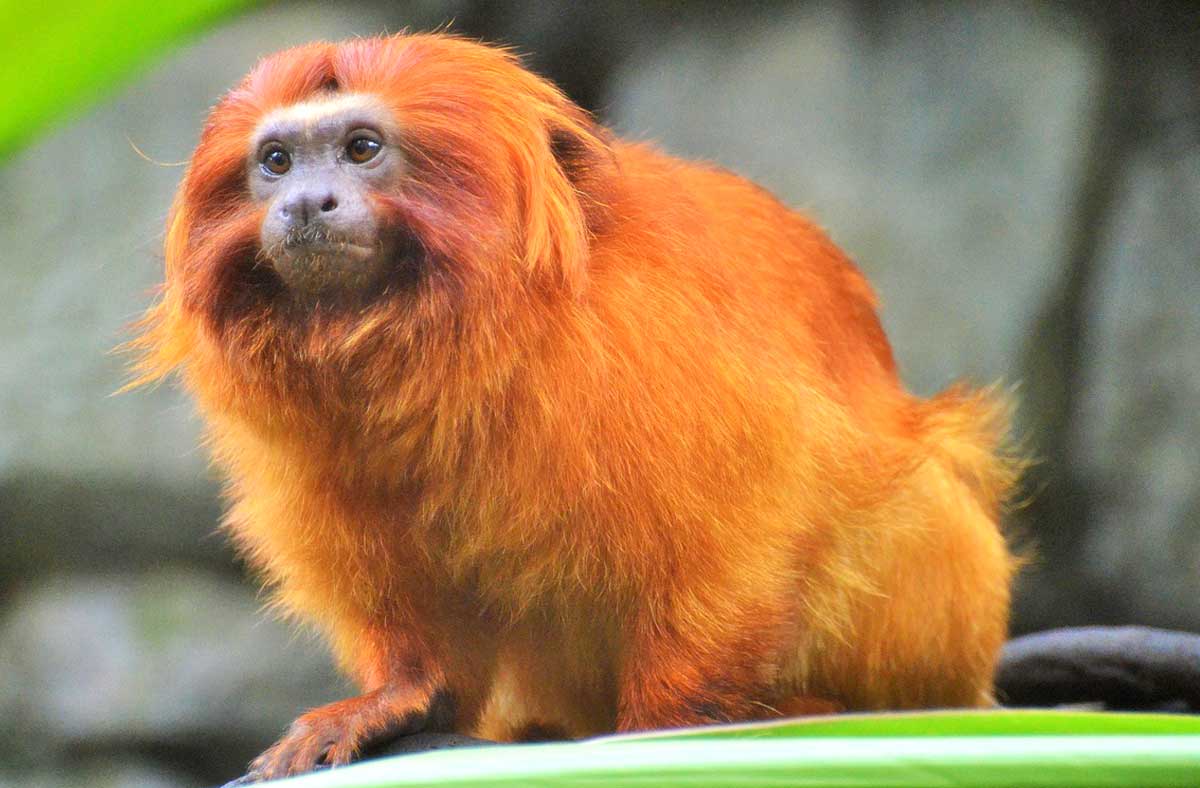 Golden Monkey (Cercopithecus kandti) Profile & More - Primates Park