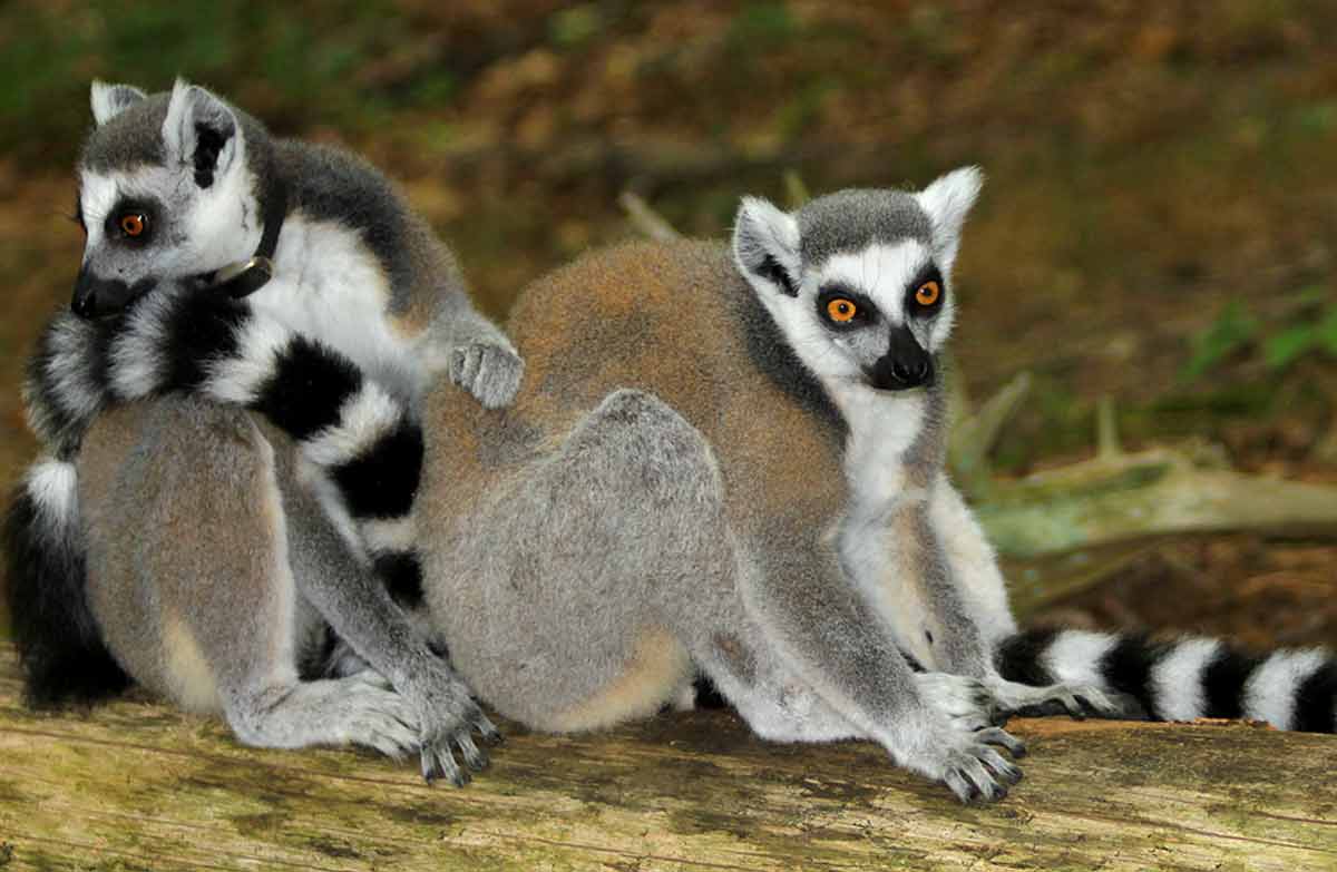 Types of Lemurs - How many Species of Lemurs are there? - Primates Park