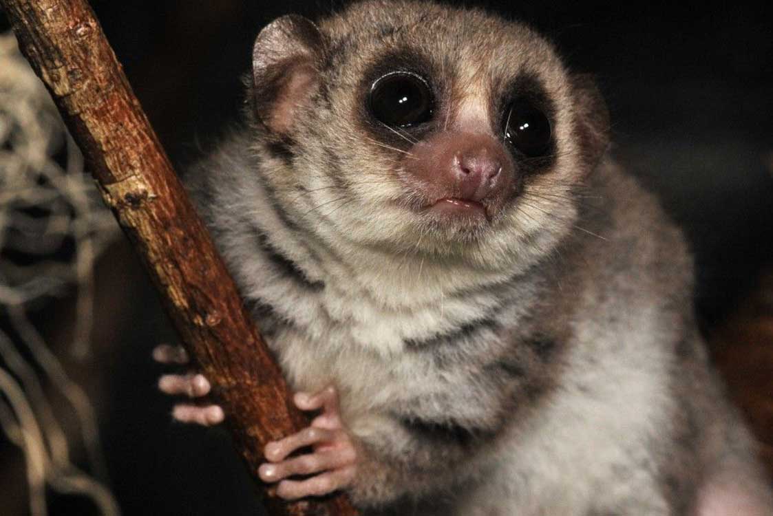 Dwarf Lemur Profile, Diet, Habitat, Traits, Breeding, Facts - Primates Park