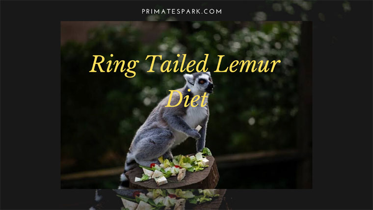 Ring Tailed Lemur Diet for Its Healthy Life - Primates Park