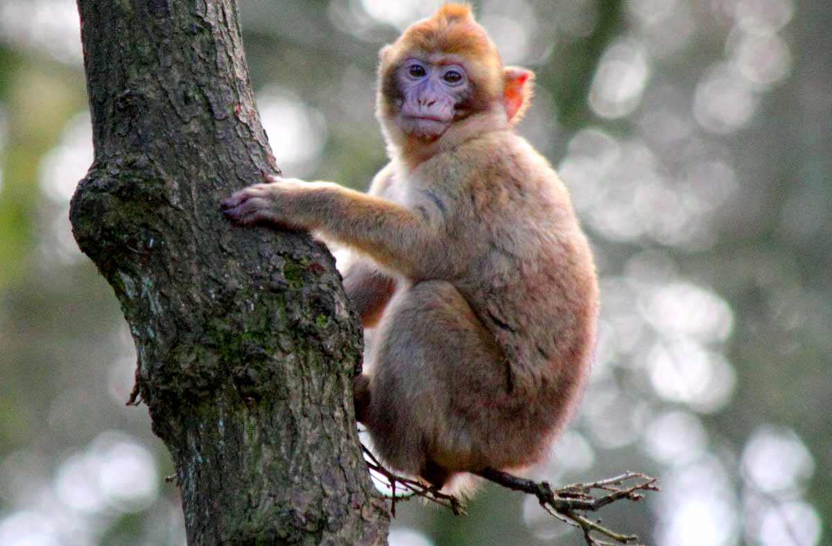 Where do Monkeys Live: Habitat in Wild in the World - Primates Park