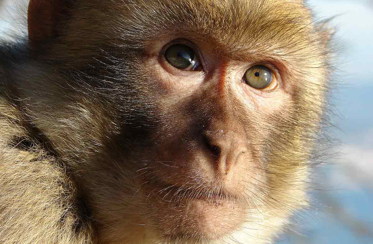 Barbary Macaque Profile, Description, Diet, Habitat, Traits - Primates Park