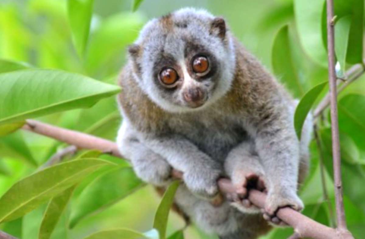 Bornean Slow Loris (Nycticebus borneanus) Profile, Facts - Primates Park