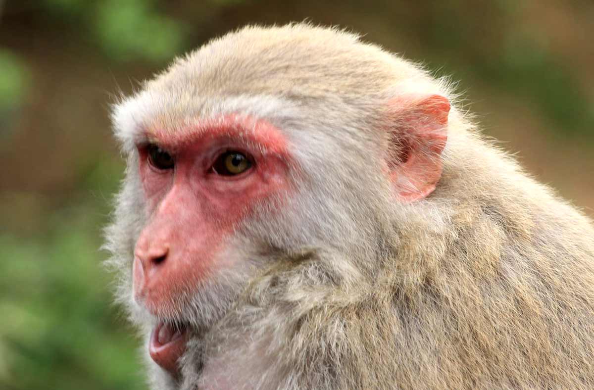 Rhesus Macaque Profile, Diet, Behavior, Facts, Description - Primates Park