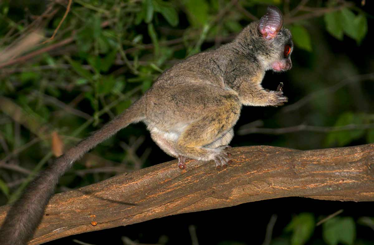 Lesser Galago Profile, Description, Behavior, Diet, Facts - Primates Park