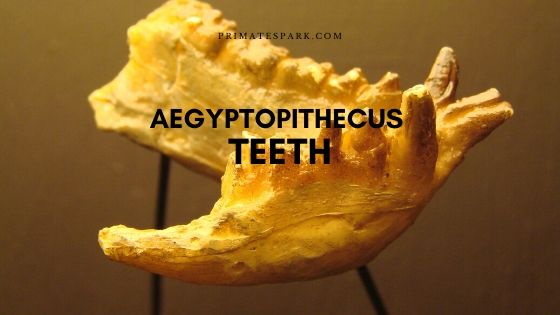Aegyptopithecus Teeth Analysis and Functions - Primates Park