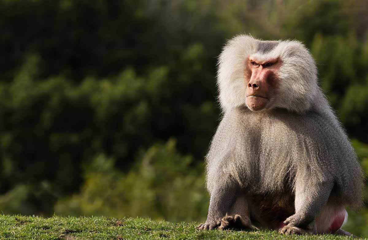 Hamadryas Baboon (Papio hamadryas) Facts - Primates Park