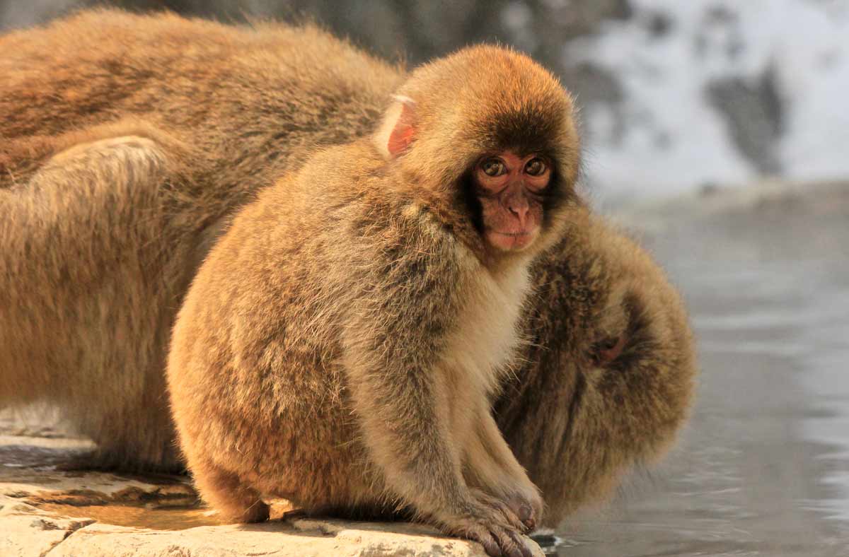 Japanese Macaque Profile, Description, Traits, Behavior, Diet ...