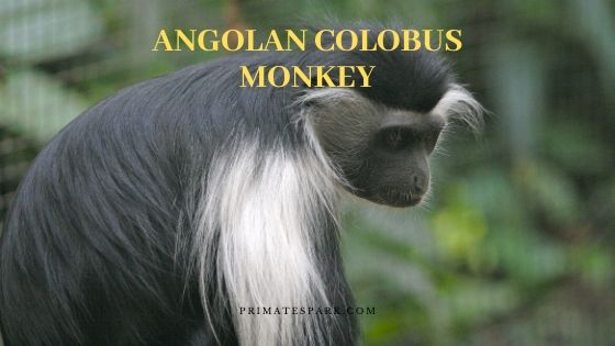 Angolan Colobus Monkey Facts and Description - Primates Park
