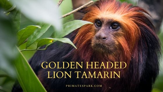 Golden Headed Lion Tamarin - Behavior | Conservation | Diet - Primates Park