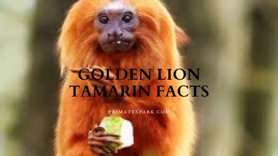 Golden Lion Tamarin Facts You Must Like - Primates Park