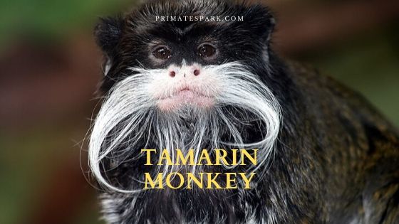 Tamarin Monkey - Pet | Facts | Diet | Habitat | Size - Primates Park