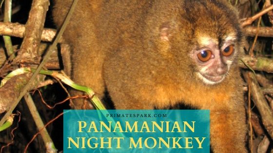 Panamanian Night Monkey - Biology | Profile | Facts - Primates Park