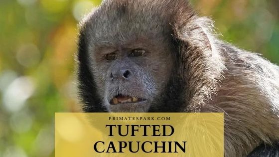 Tufted Capuchin - Habitat | Pet | Baby | Diet | Facts - Primates Park