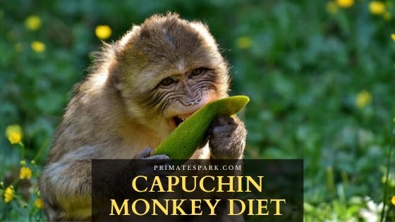 Capuchin Monkey Diet - How Often Do Capuchin Monkeys Eat? - Primates Park