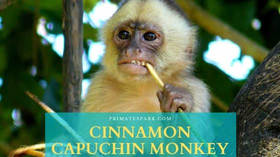 Cinnamon Capuchin Monkey - Profile | Facts | Traits - Primates Park
