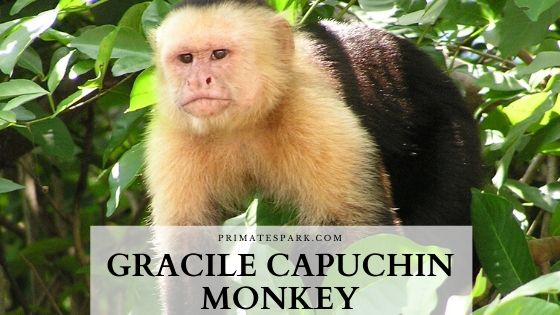 Gracile Capuchin Monkey - Profile | Facts | Traits - Primates Park