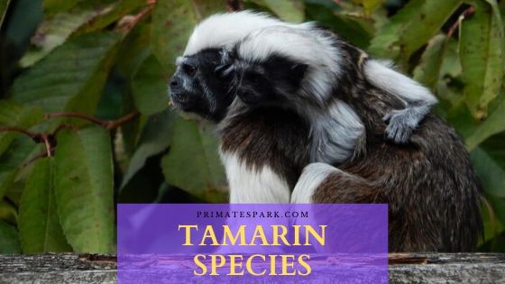 Tamarin Species - Classification | Taxonomy | Factsheets - Primates Park