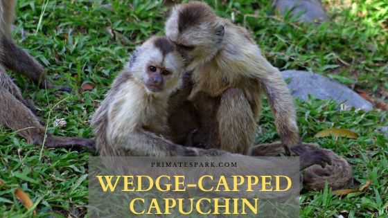 Wedge-Capped Capuchin (Cebus olivaceus) - Profile | Facts - Primates Park
