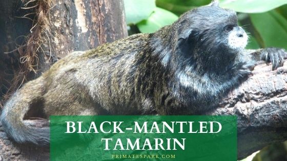 Black-mantled Tamarin - Profile | Description - Primates Park