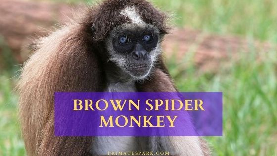 Brown Spider Monkey - Profile | Facts | Endangered - Primates Park