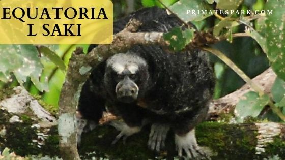 Equatorial Saki Monkey - Profile | Facts | Behavior | Diet - Primates Park