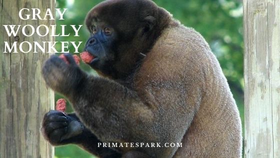 Gray Woolly Monkey - Profile | Facts | Diet | Height | Habitat ...