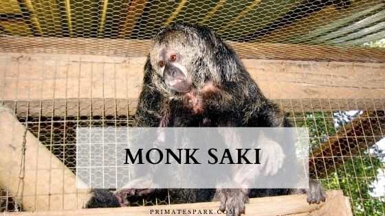 Monk Saki Animal - Profile | Facts | Lifespan | Color - Primates Park