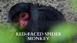 Red-faced Spider Monkey - Profile | Facts | Endangered - Primates Park