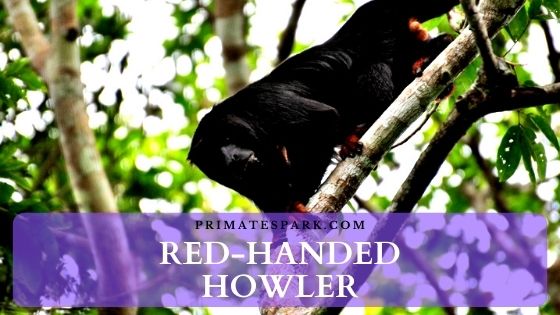 Red-handed Howler Monkey - Profile | Sound | Diet - Primates Park