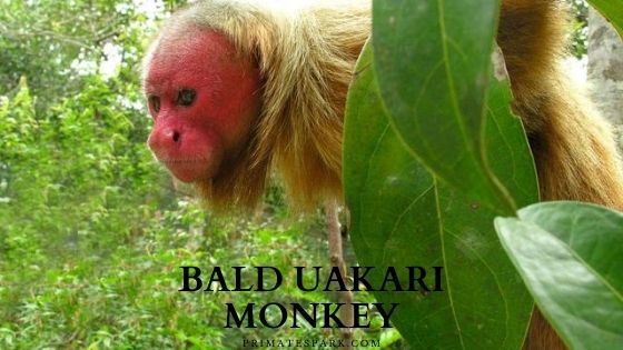 Bald Uakari Monkey - Profile | Facts | Conservation - Primates Park