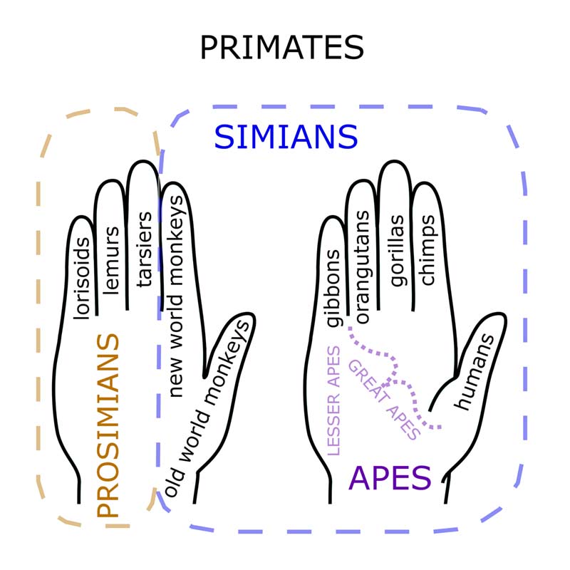 Are Humans Originated from Monkeys? - Primates Park Are Humans Originated from Monkeys? - Primates Park