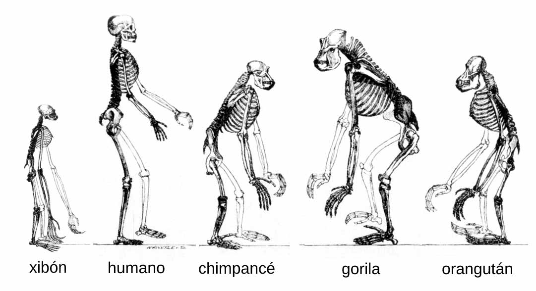 Genetic Similarity Between Humans and Chimpanzees - Primates Park