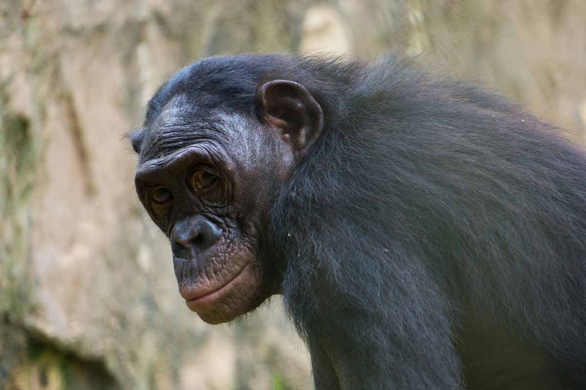 Types Of Apes In The World Africa Kenya List Monkeys Primates types-of-apes-in-the-world-africa-kenya-list-monkeys-primates