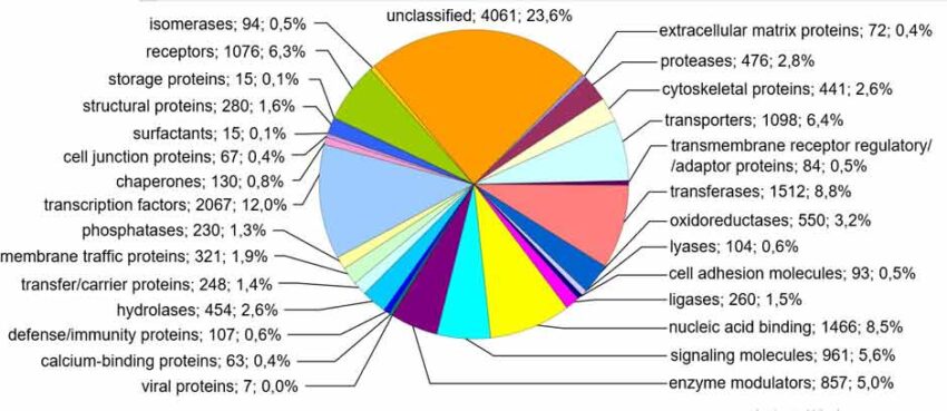 What Animal has the Closest DNA to Humans? 9 Examples - Primates Park