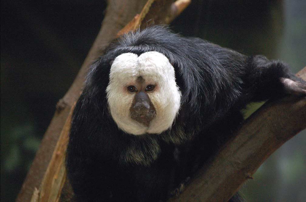White Faced Saki - Profile | Description | Facts | Traits - Primates Park
