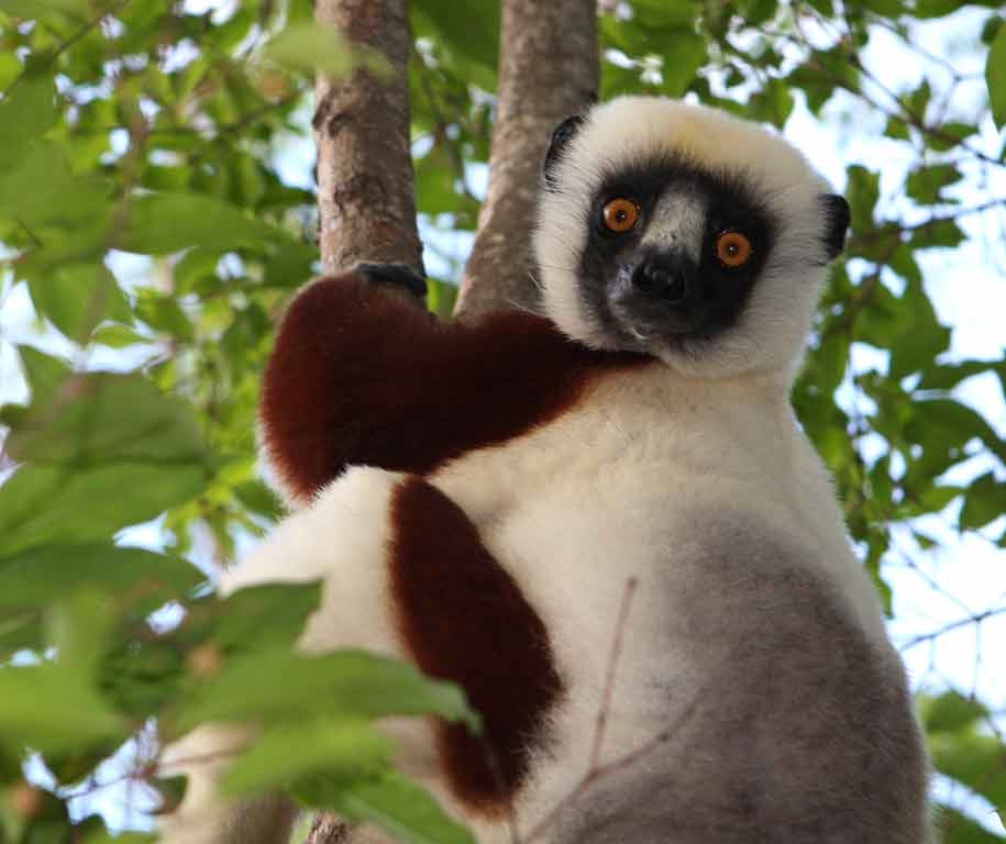Coquerel's Sifaka Lemur - Propithecus coquereli - Profile - Primates Park