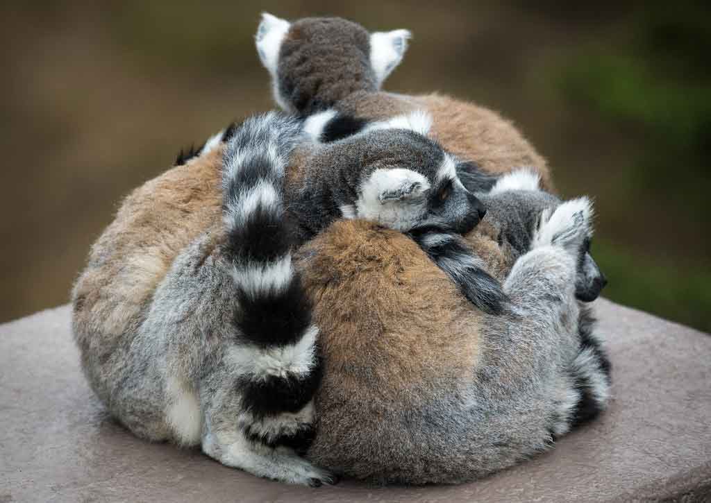 Different Types of Lemurs - Profile | Traits | Facts | Descriptions ...