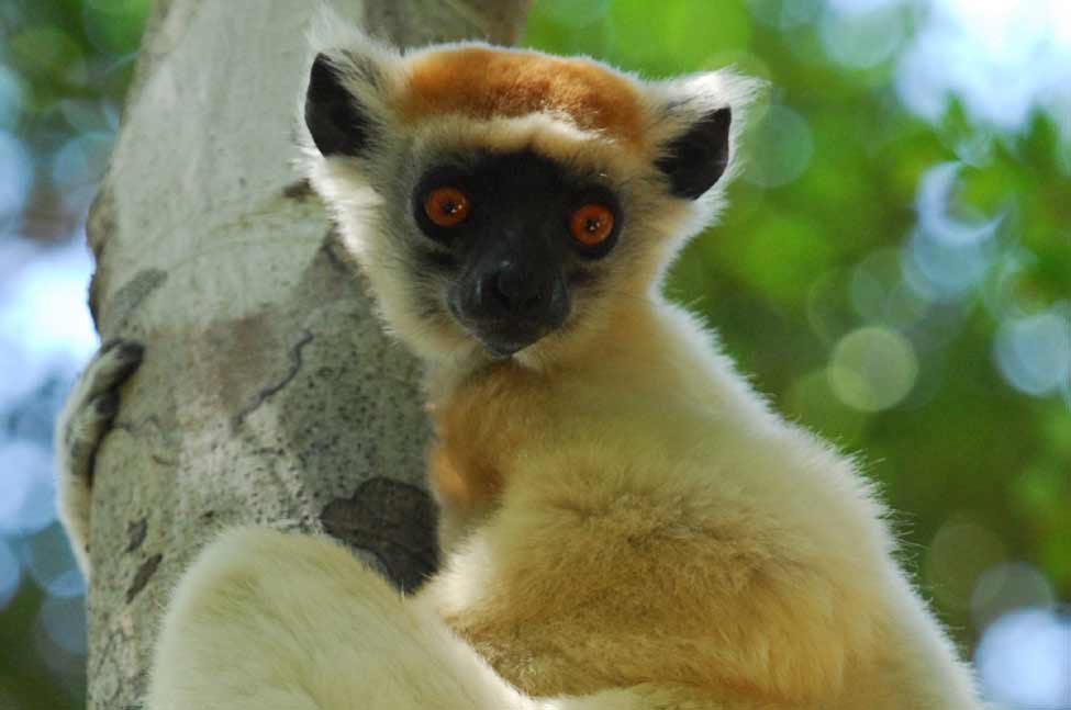 Golden Crowned Sifaka - Profile | Description | Facts - Primates Park