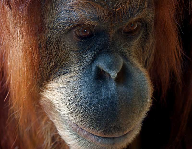Male Sumatran Orangutan - Profile | Facts | Description | Traits ...