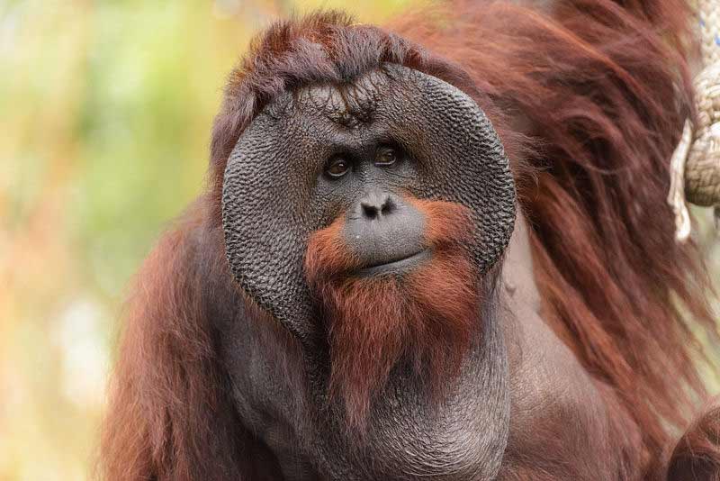 Male Bornean Orangutan - Profile | Description | Facts | Behavior ...