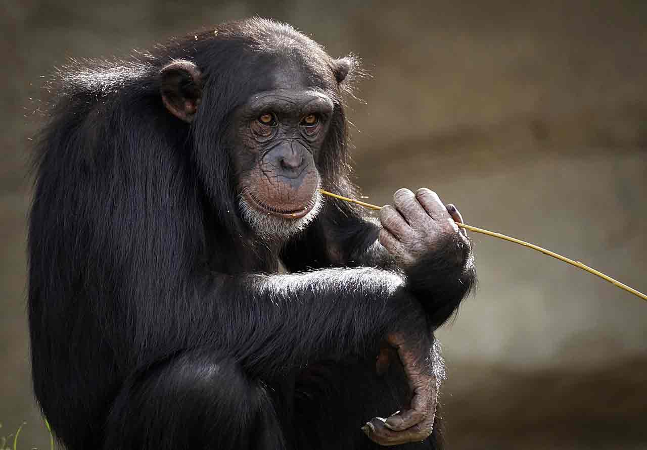 Different Types Of Apes Profile Traits Facts Classification Primates Park