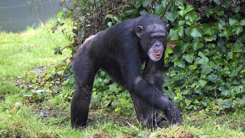 6 Types of Chimpanzees - Profile | Traits | Facts | Habitat - Primates Park